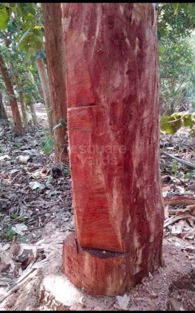 Resale 1058 Sq.Ft. Plot in Kothapalem Vizag - 5289963