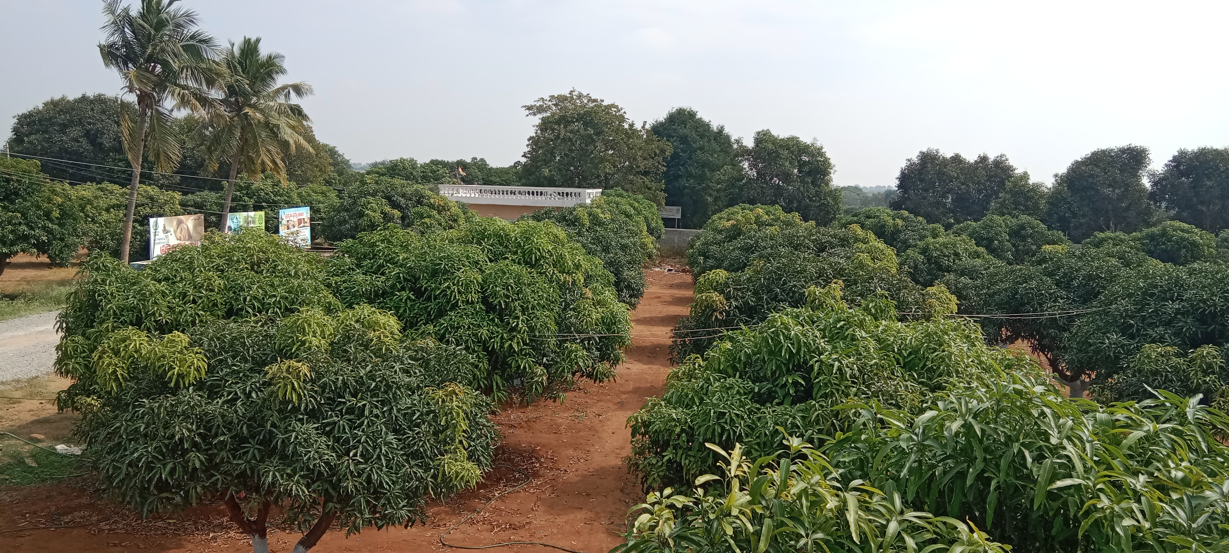 Resale 605 Sq.Yd. Plot in King Koti Hyderabad - 6127163