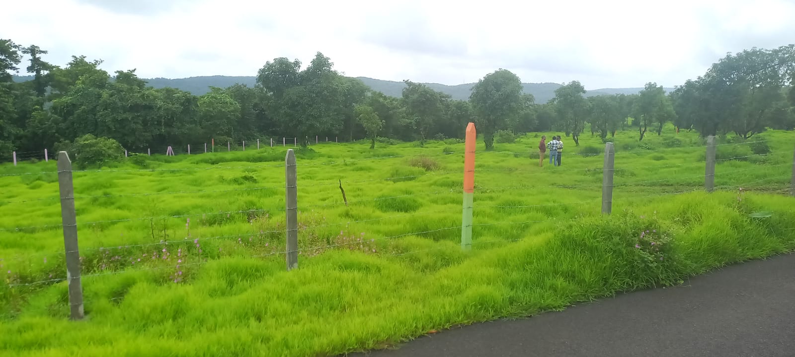 Resale 10000 Sq.Ft. Plot in Mangaon Raigad - 6421675