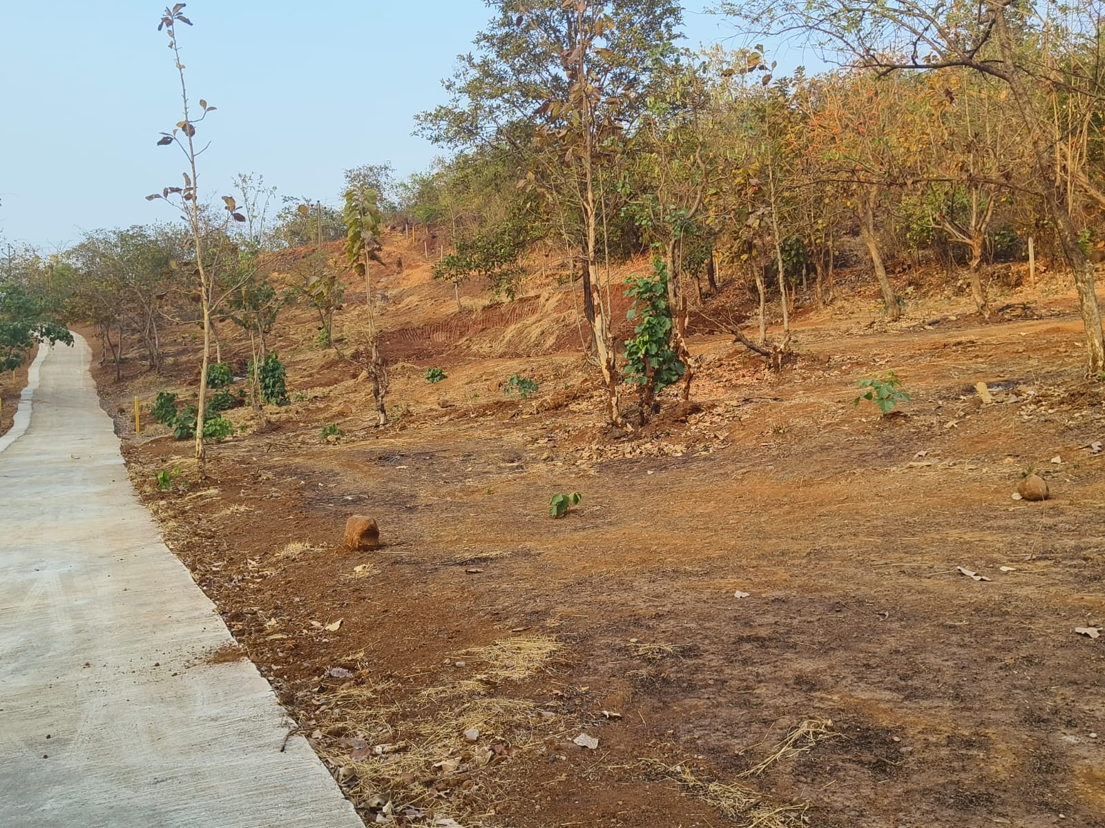 Resale 10000 Sq.Ft. Plot in Mangaon Raigad - 6640264