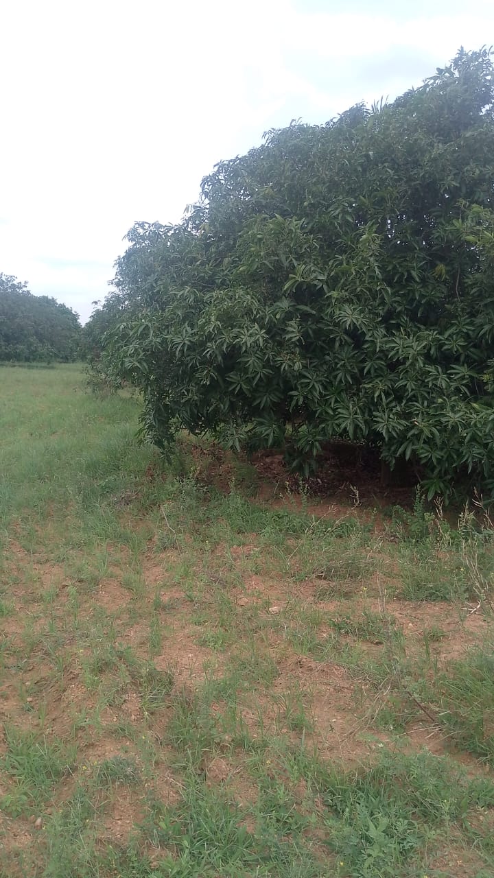 Resale 5687 Sq.Ft. Plot in Kothakota Mahbubnagar - 7754269