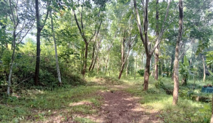 Resale 4210 Sq.Ft. Plot in Mattannur Kannur - 7992920